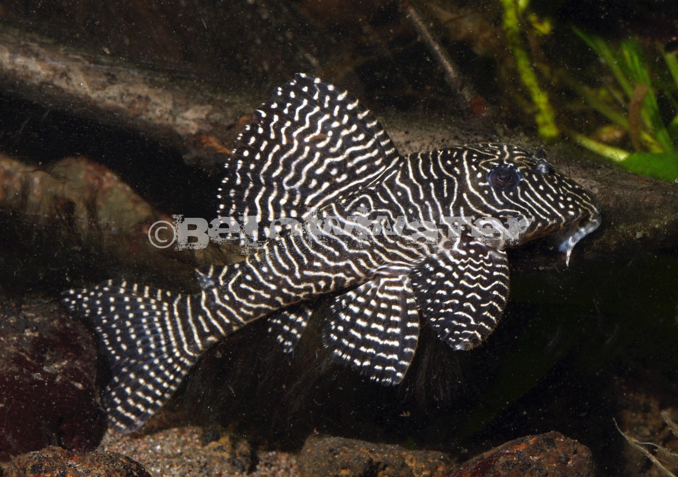 Hypancistrus spec /L260 | BELOW WATER | Belowwater.com