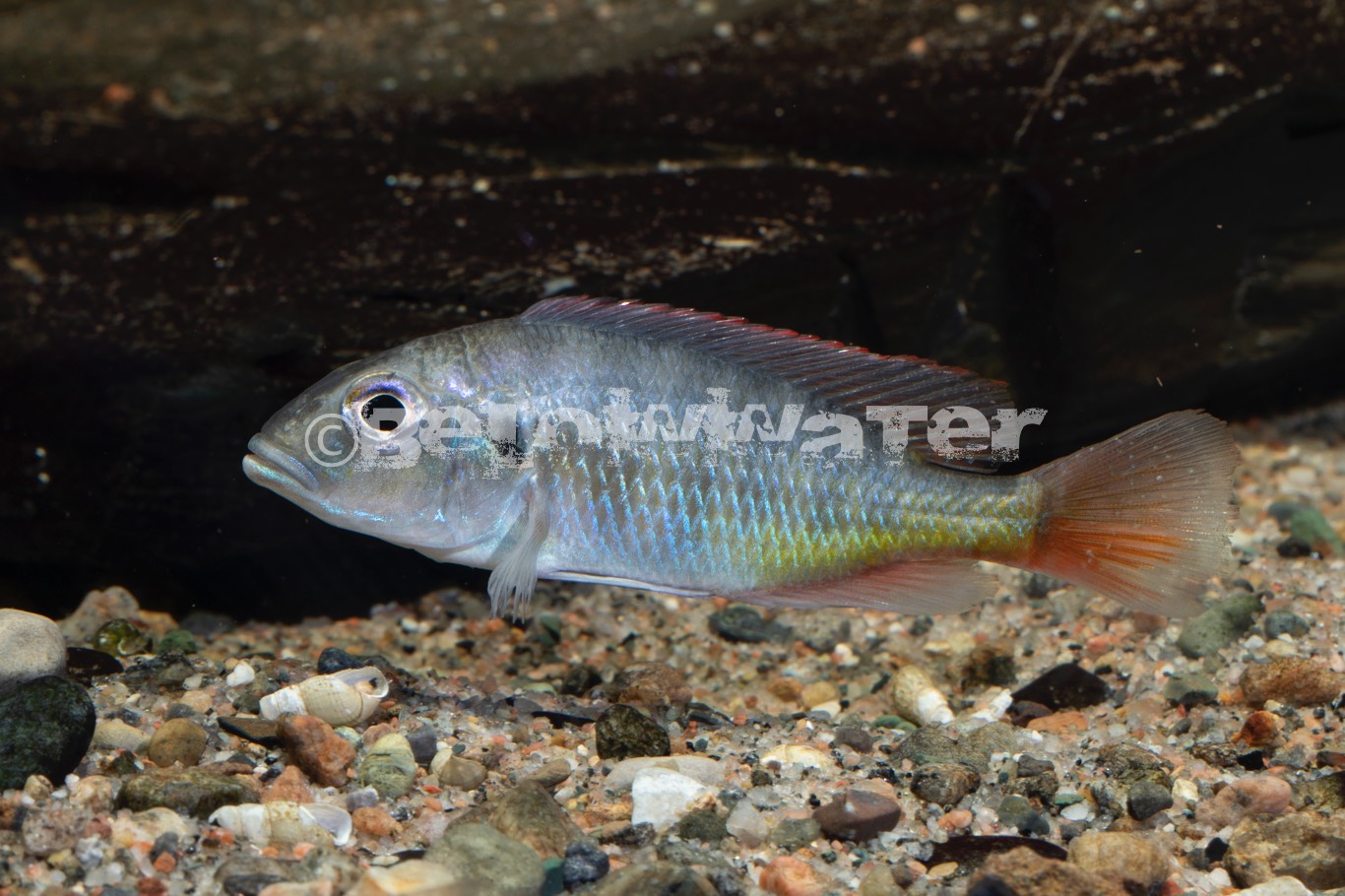 Pseudocrenilabrus pyrrhocaudalis | BELOW WATER | Belowwater.com