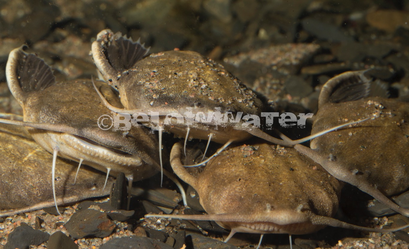 Xyliphius lepturus | BELOW WATER | Belowwater.com